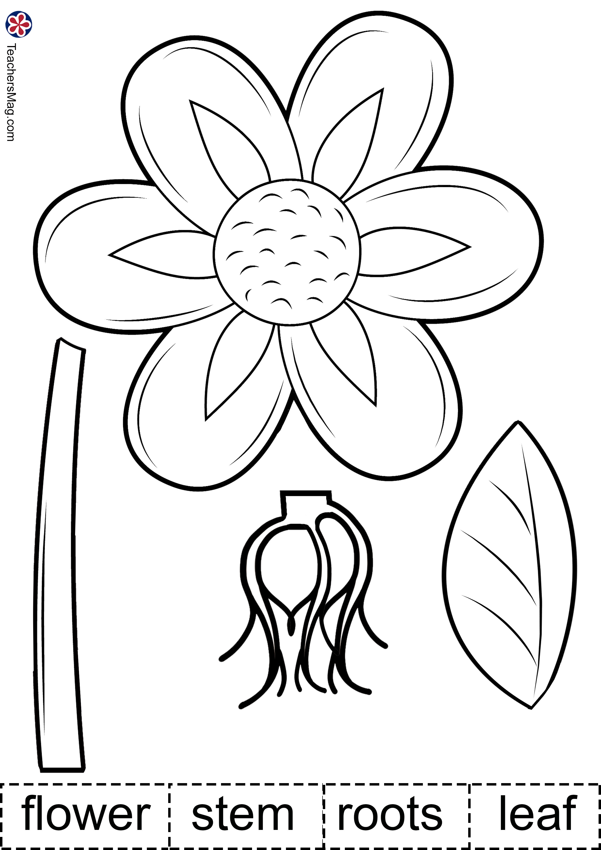 Plant Activities For Preschoolers. Parts of a Plant Worksheet ...