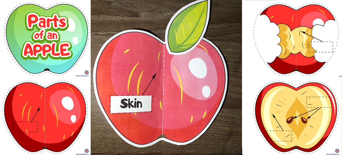 DIY Book About the Parts of an Apple for Preschoolers. TeachersMag.com