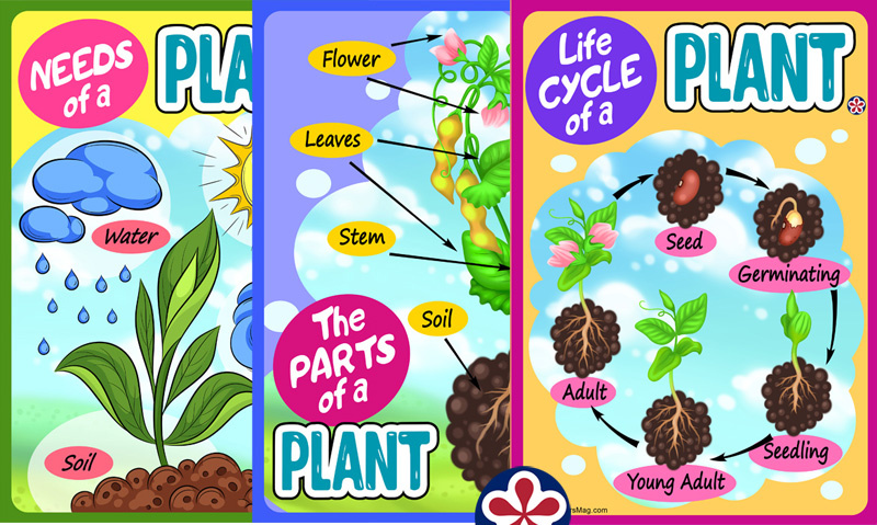 Printable Plant Science Posters for Use with Young Students ...