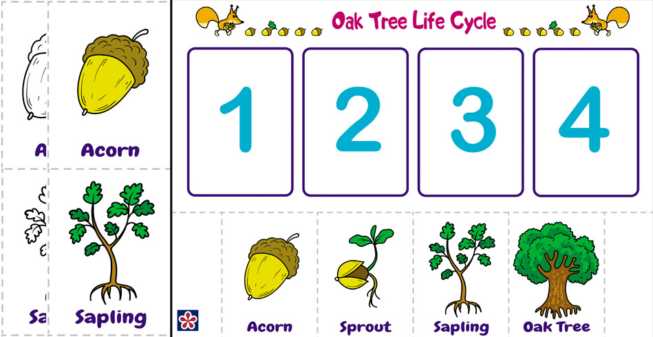 from-acorn-to-oak-tree-2. TeachersMag.com