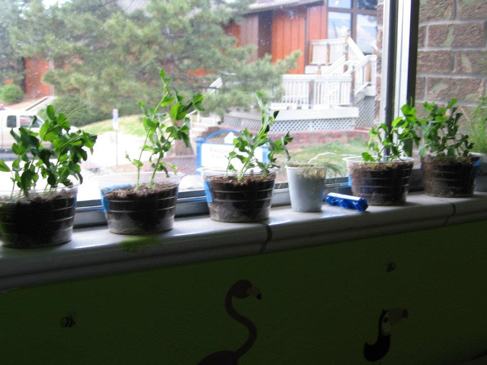 Growing Plants in the Classroom. TeachersMag.com