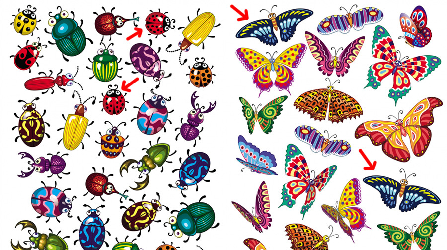 Sheets for Matching Insects to Their Duplicate. TeachersMag.com