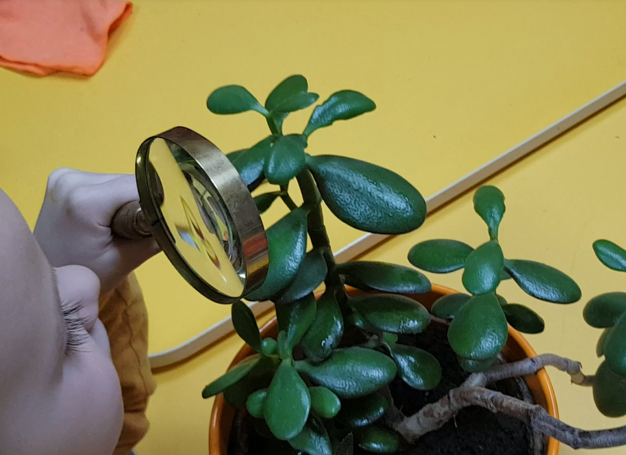 plant-activities-for-preschoolers-parts-of-a-plant-basic-needs-of ...