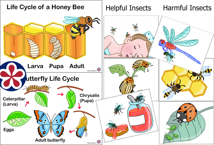 Insect Identification Educational Science Chart Poster