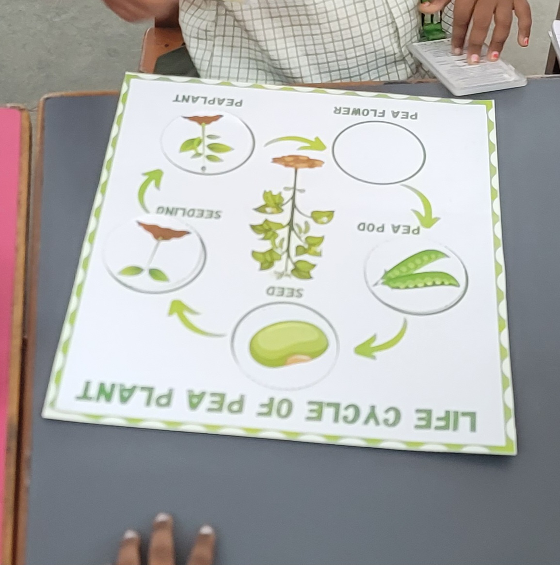 Life Cycle Of A Plant For Preschool