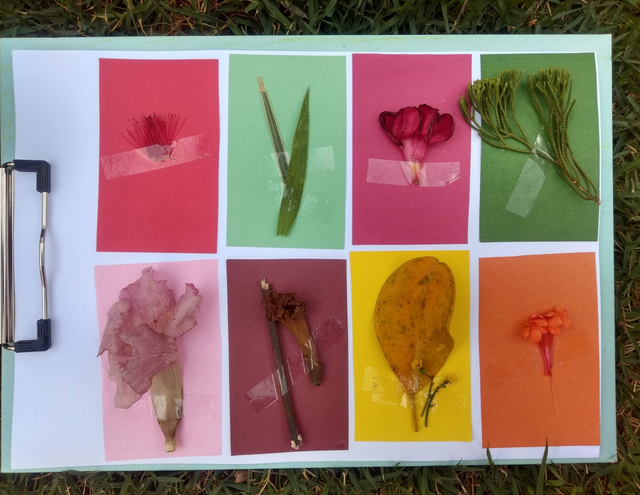 Nature color hunt. TeachersMag.com